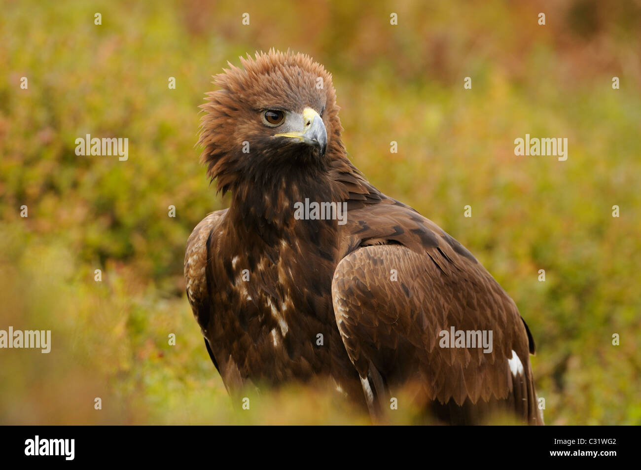 Golden Eagle, in the middle of autumn colored vegetation showing off ...