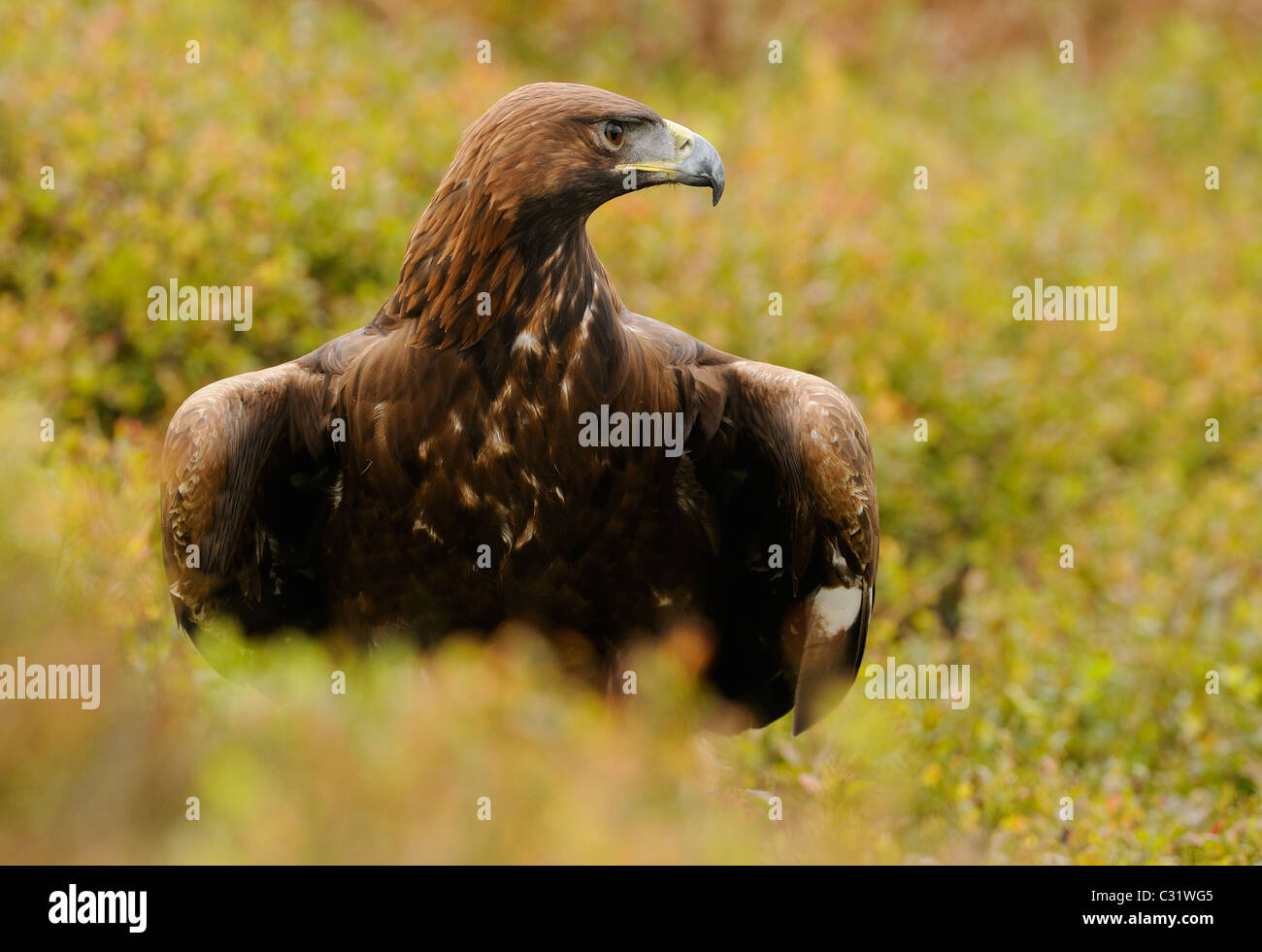 Golden Eagle, in the middle of autumn colored vegetation showing off ...