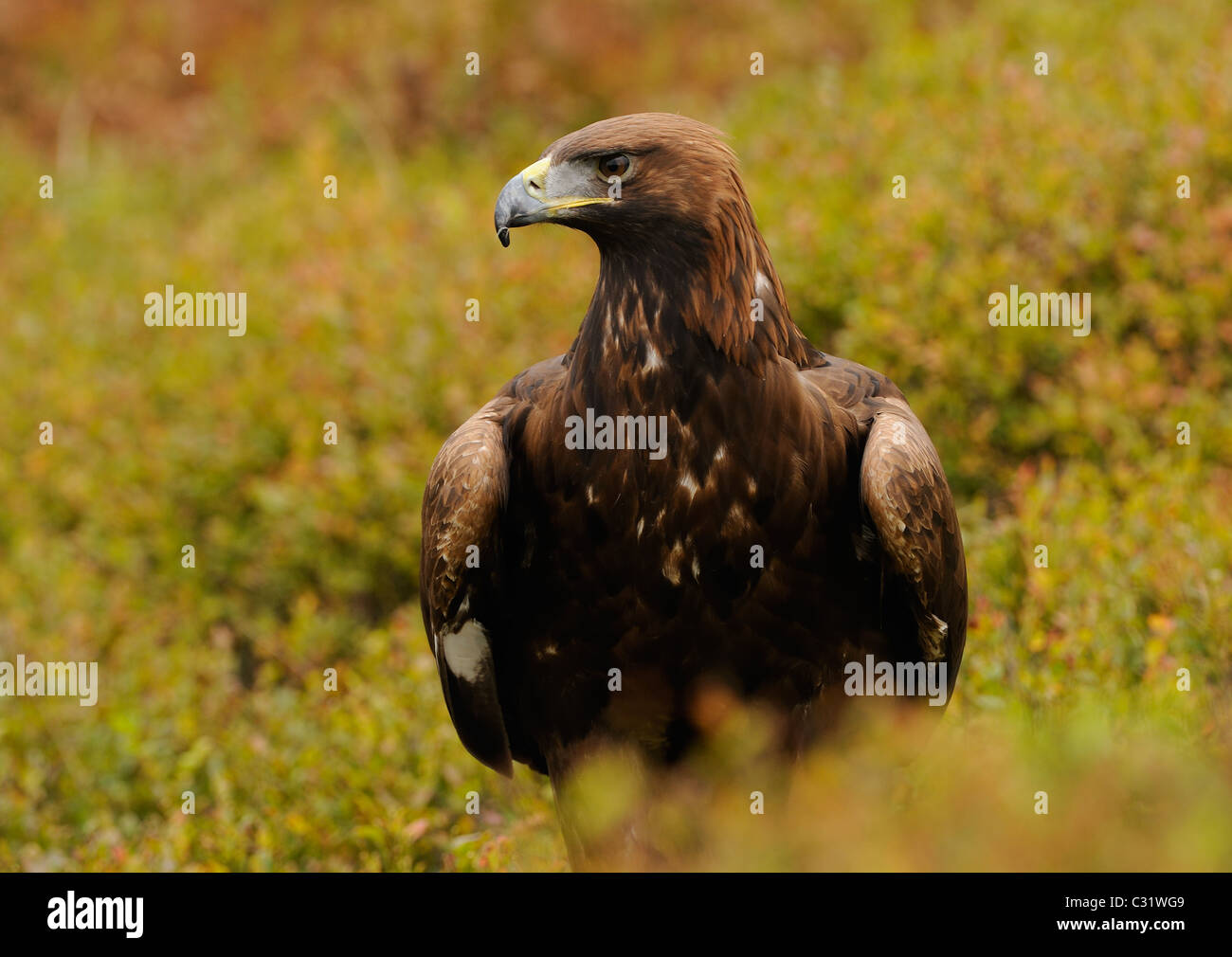 Golden Eagle, in the middle of autumn colored vegetation showing off ...