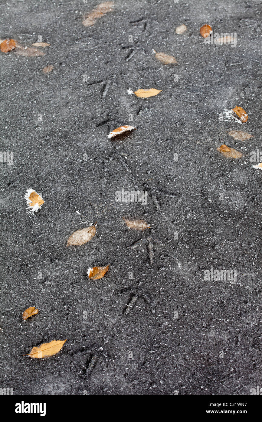 Pheasant Footprints High Resolution Stock Photography and Images - Alamy