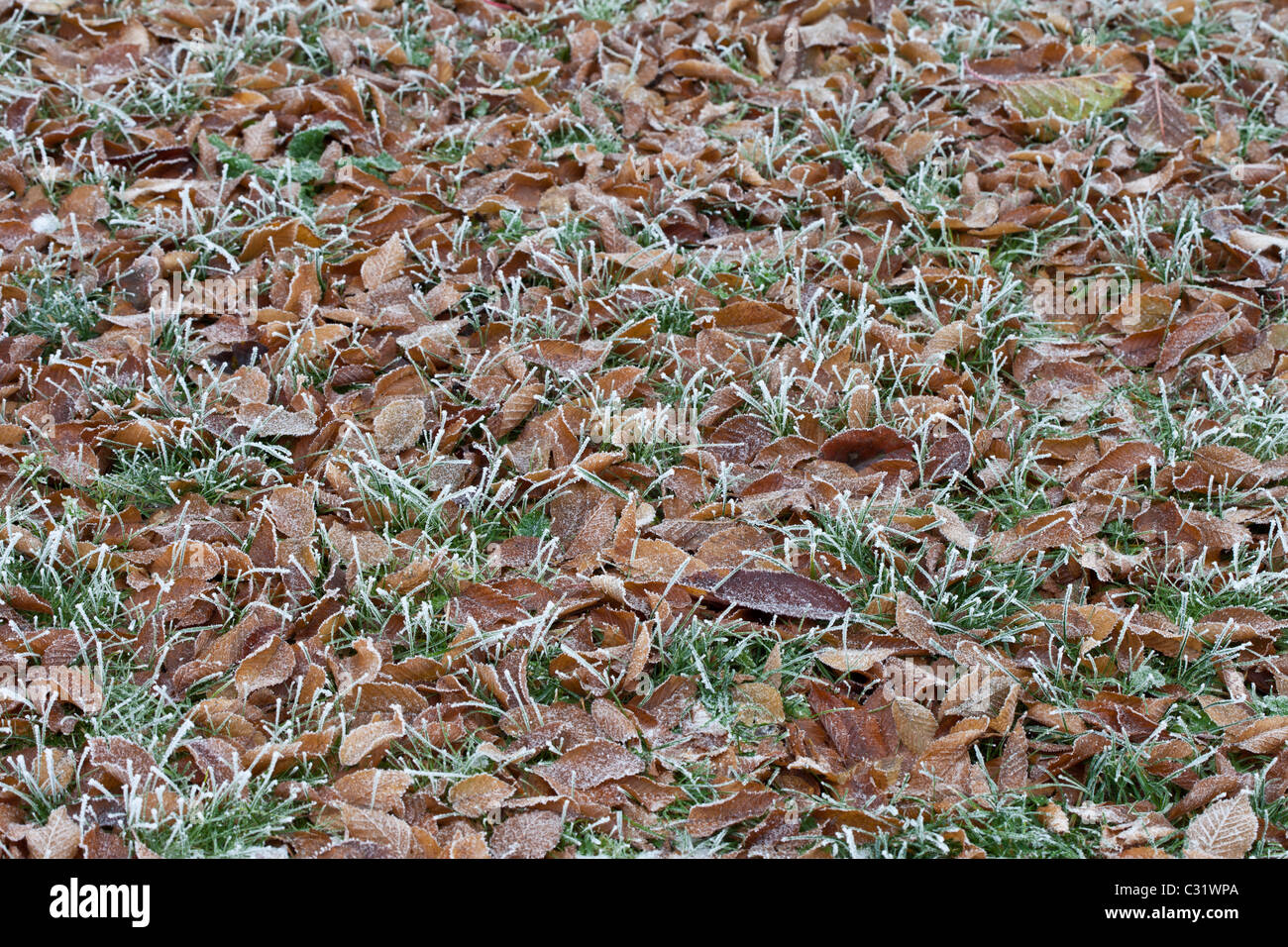 Hornbeam leaf winter hi-res stock photography and images - Alamy