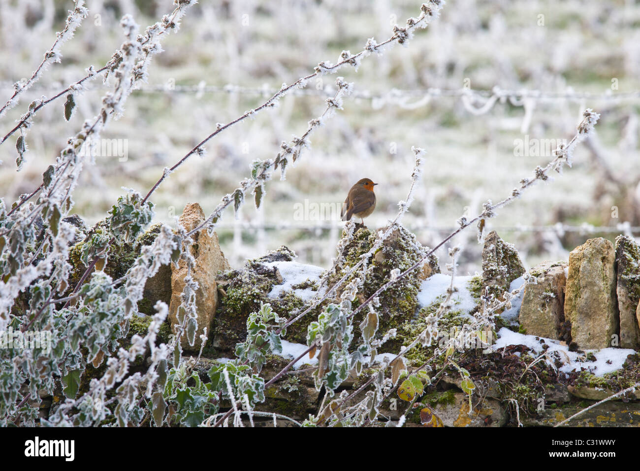 Robin winter scene hi-res stock photography and images - Alamy