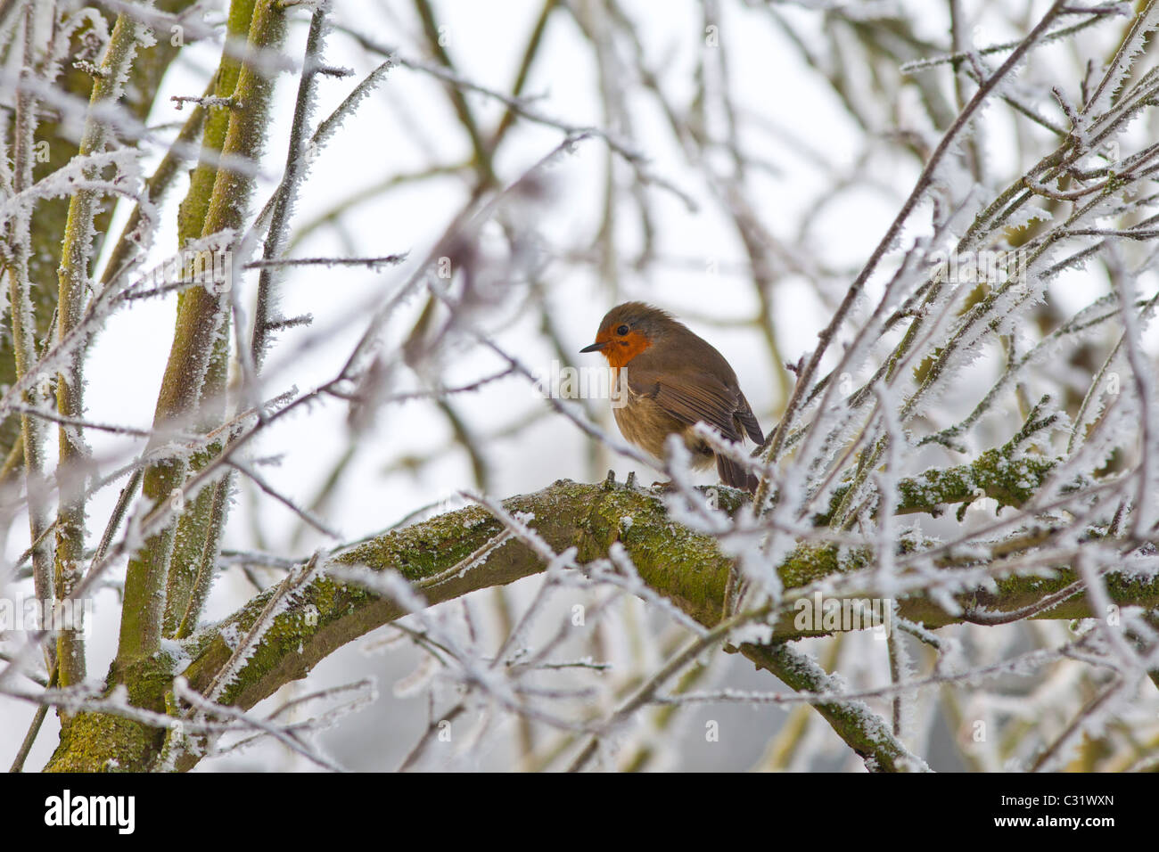 Robin in winter scene hoar frost in The Cotswolds, UK Stock Photo - Alamy
