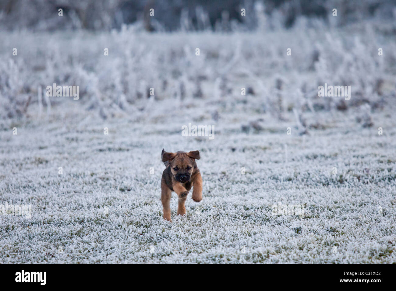 Scampering hi-res stock photography and images - Alamy