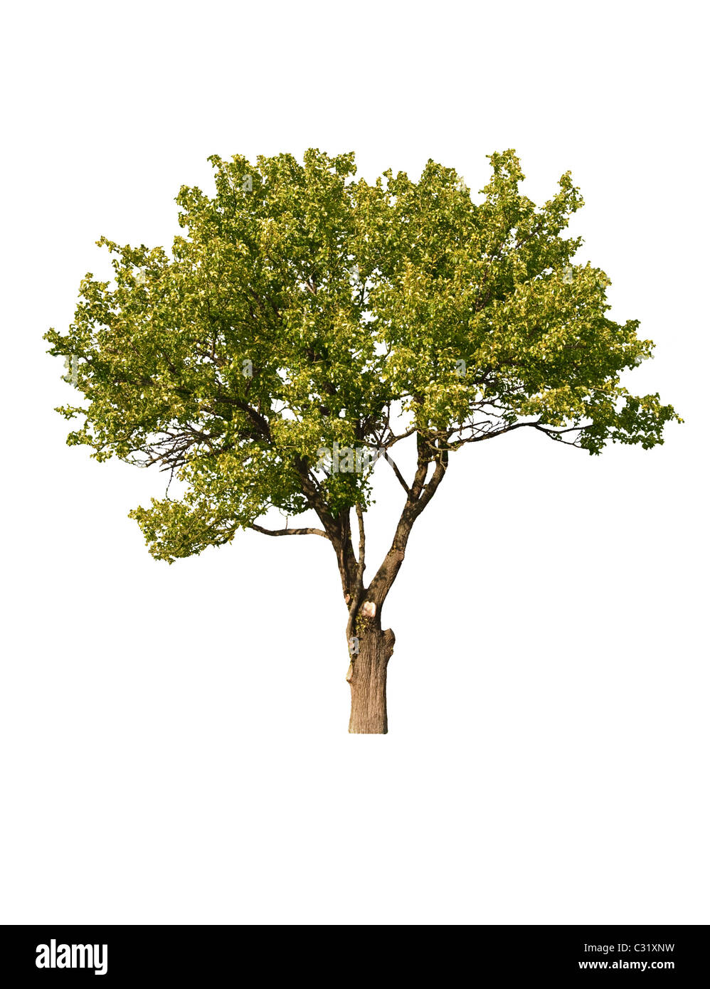 green tree isolated on white Stock Photo - Alamy