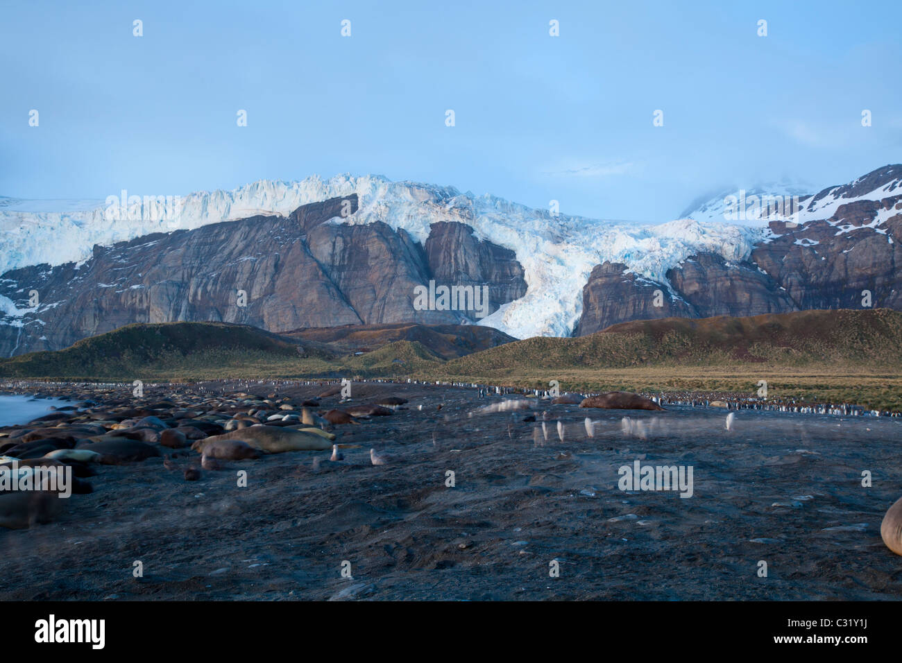 Elephant seals and king penguins at Gold Harbour, South Georgia Island ...