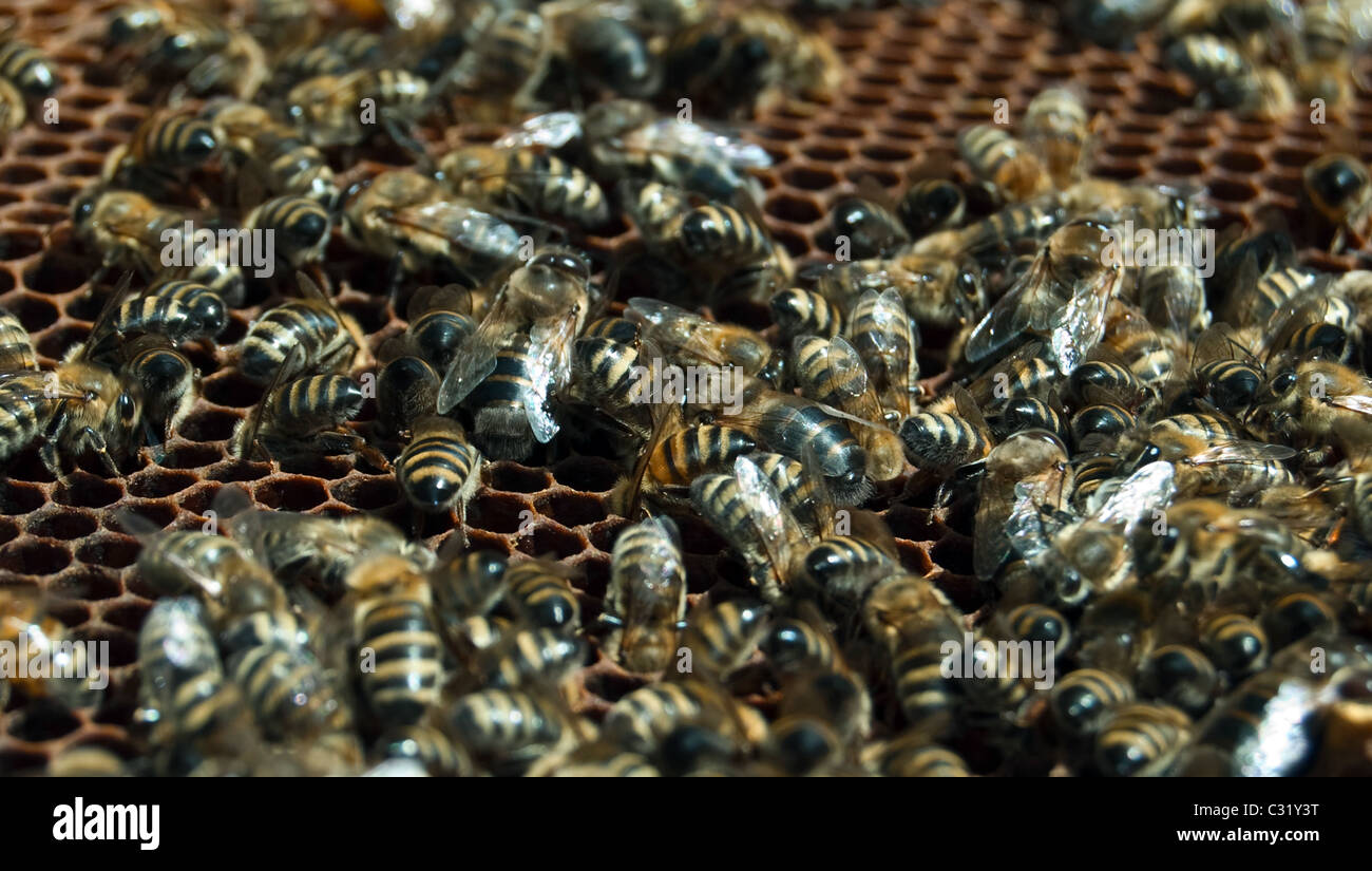 bees work in a beehive Stock Photo - Alamy