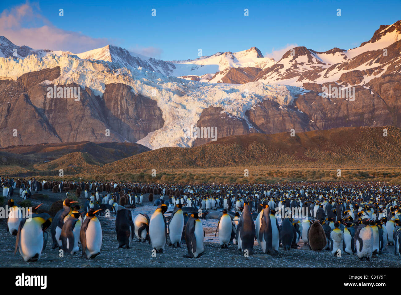 Sunrise at the king penguin colony at Gold Harbour, South Georgia ...