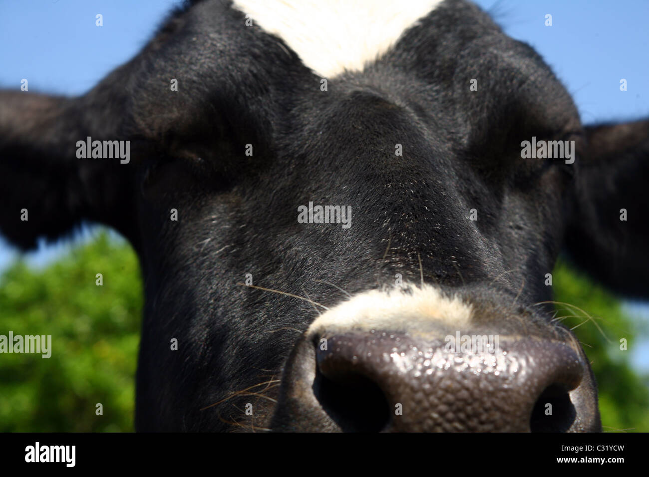 Funny cow head hi-res stock photography and images - Alamy