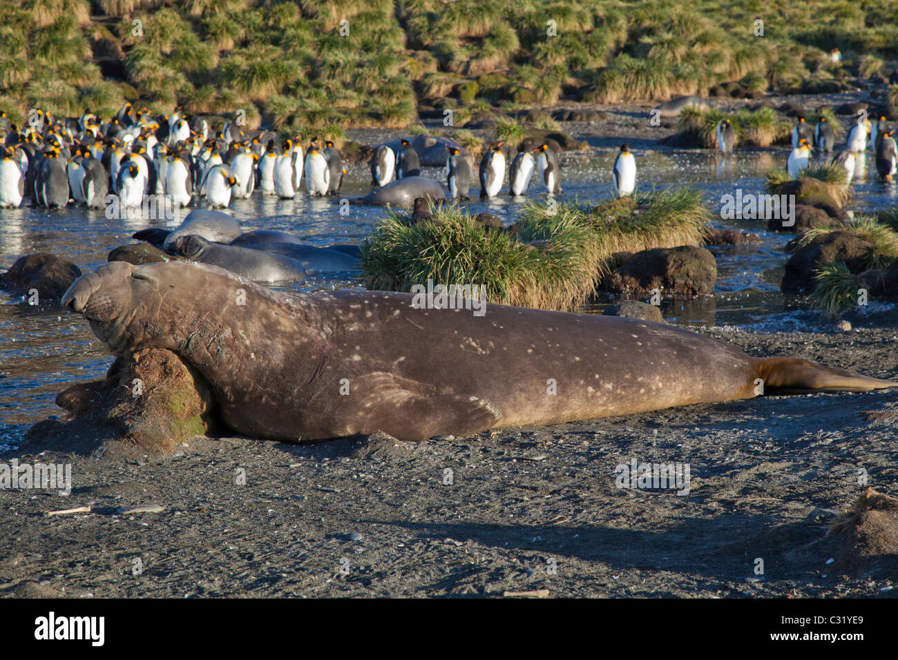 A bull southern elephant seal rest on the beach at Gold Harbour, South ...