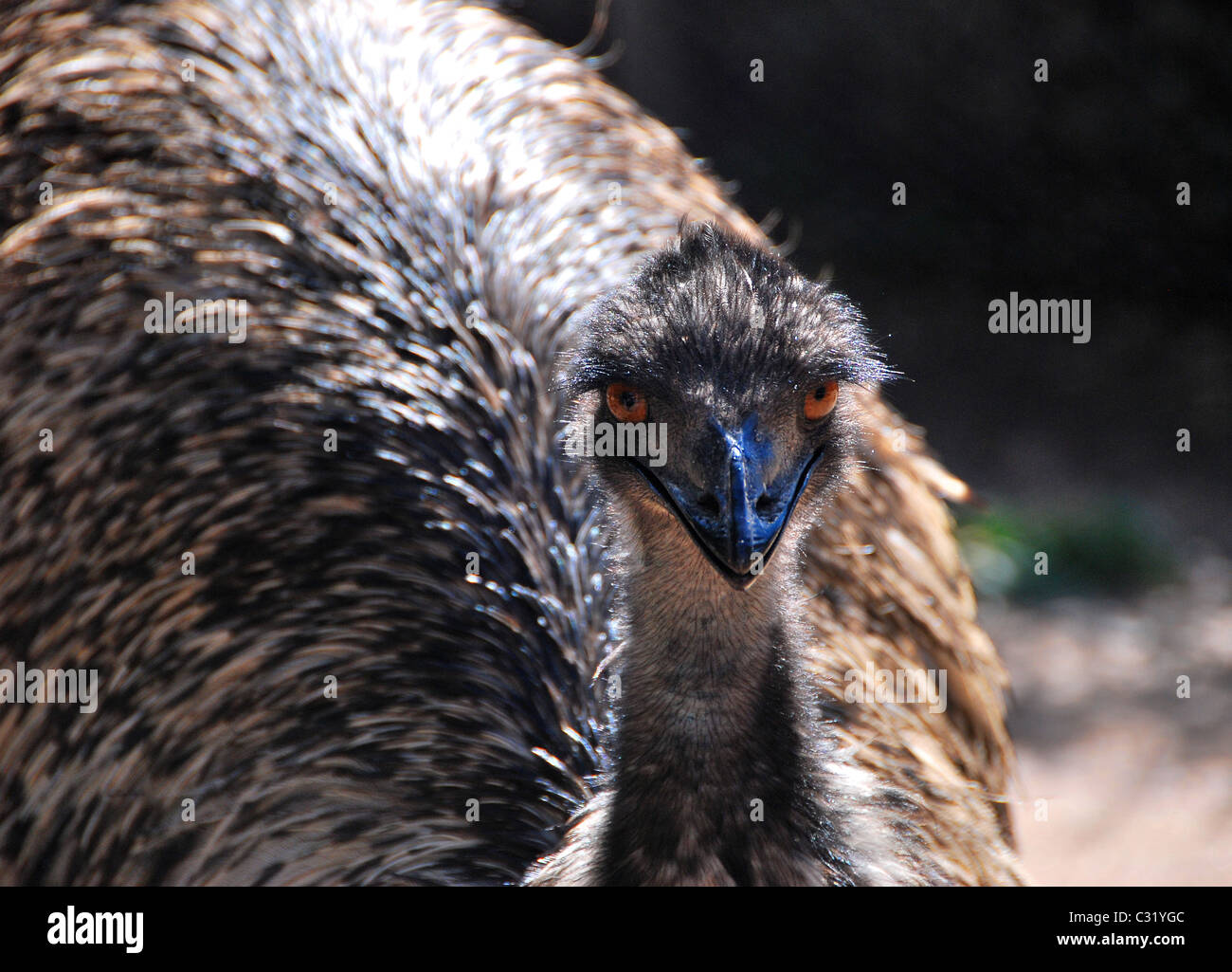 The Australian Emu - large native bird Stock Photo - Alamy