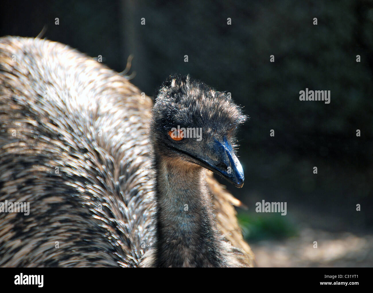The Australian Emu - large native bird Stock Photo - Alamy