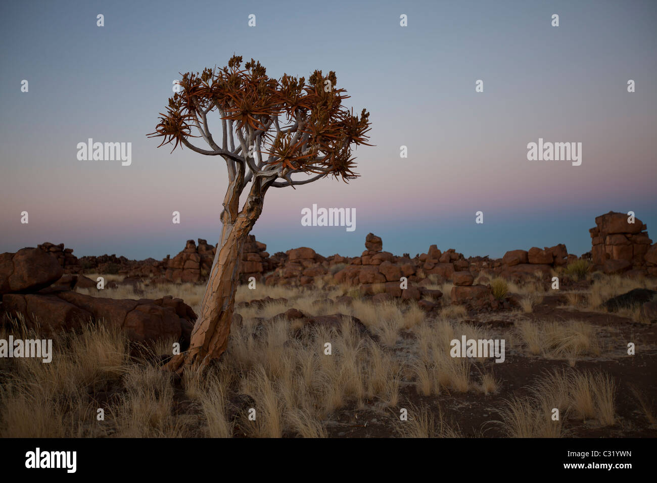 Lone Quiver Tree amongst dolerite rocks of Devil's Playground, Namibia ...