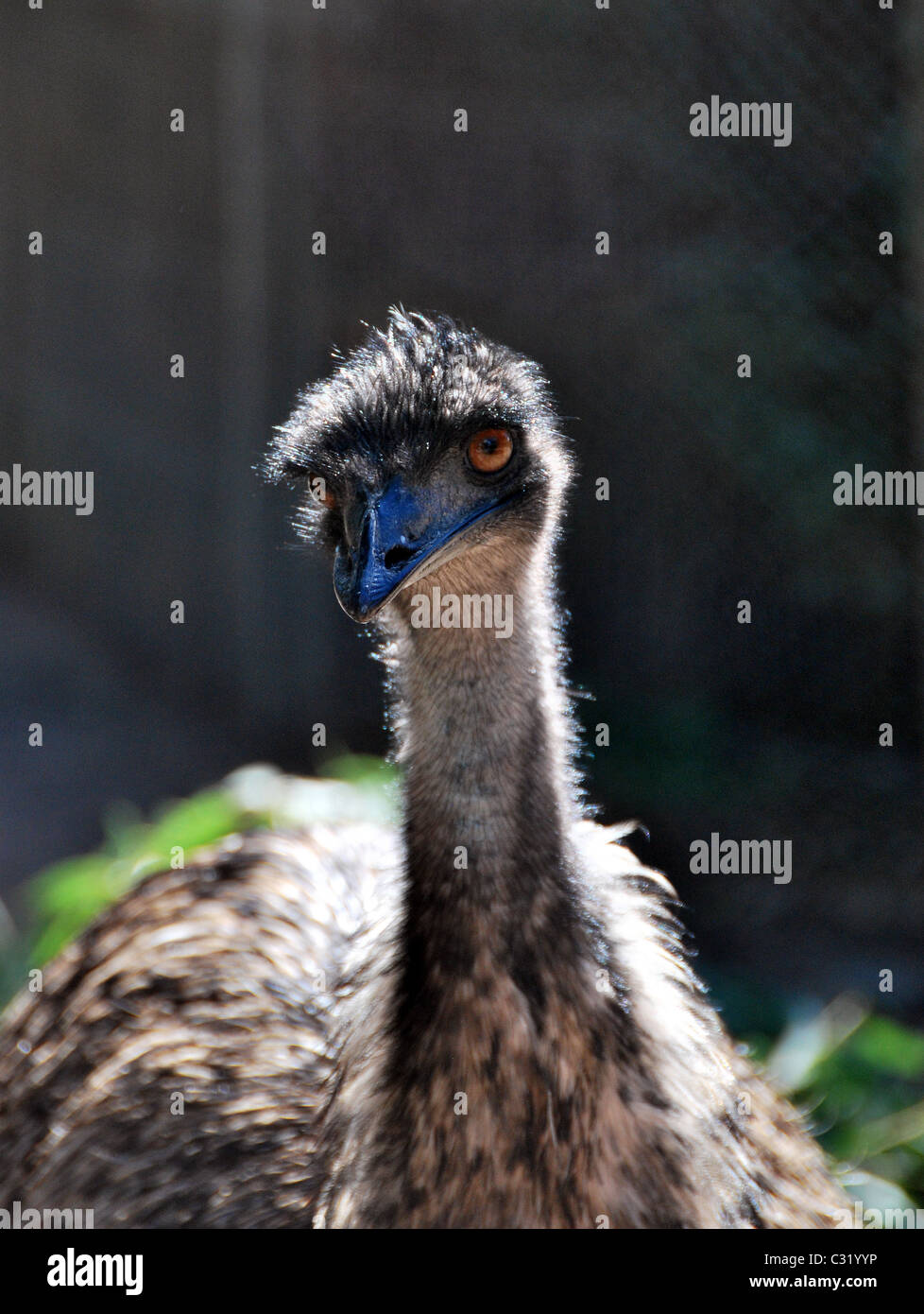 Australian ostrich hi-res stock photography and images - Alamy