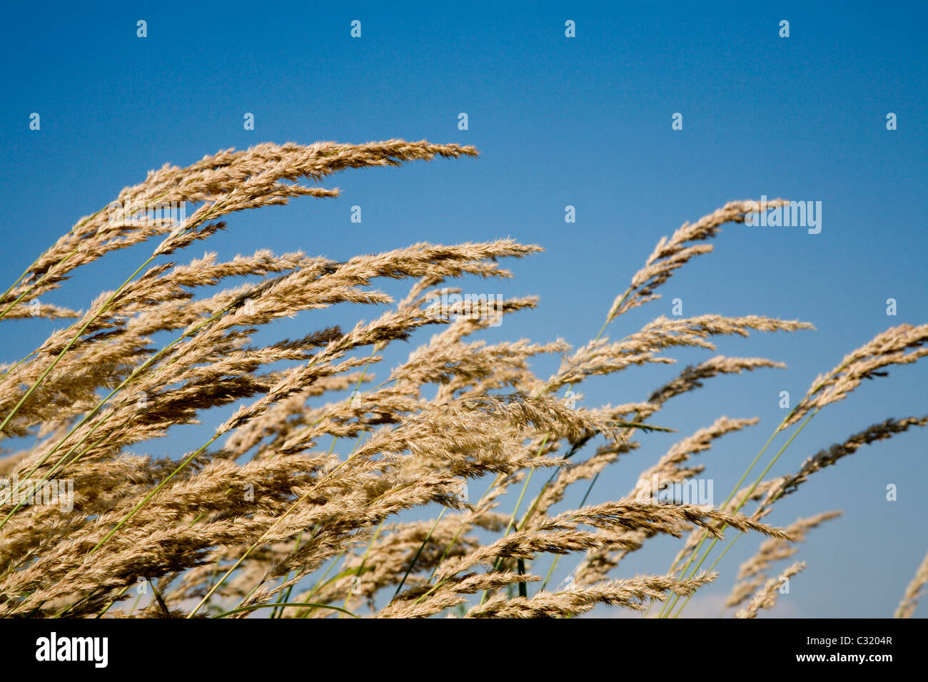 grass in the wind Stock Photo - Alamy