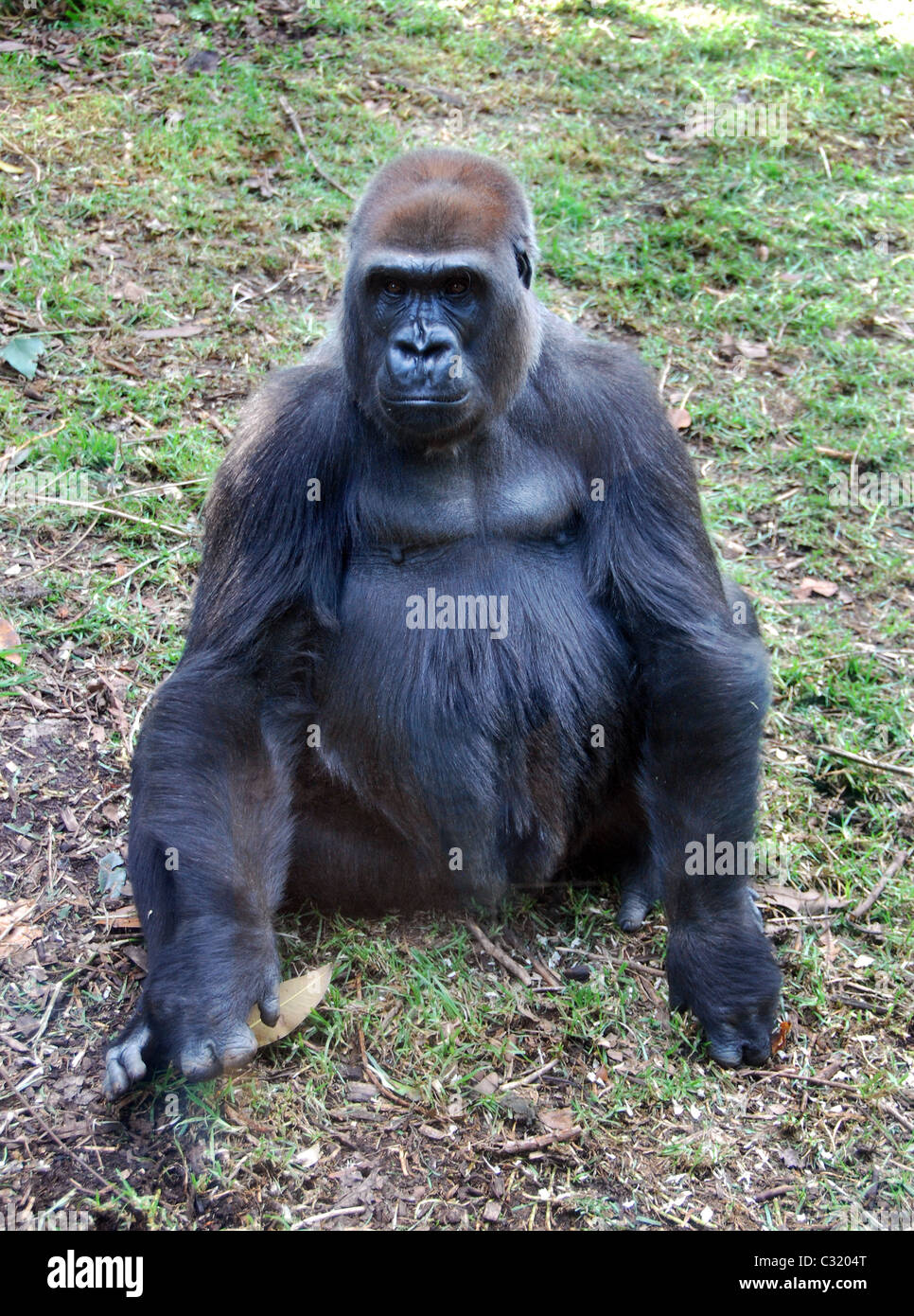 Silverback gorilla melbourne zoo hi-res stock photography and images - Alamy