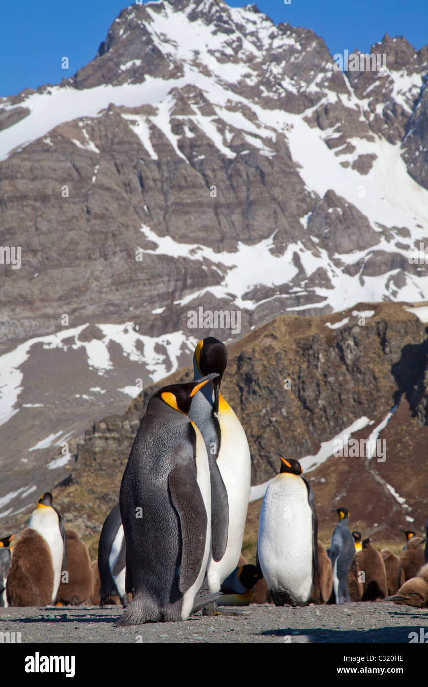King penguins in front of a towering peak at Gold Harbour, South ...