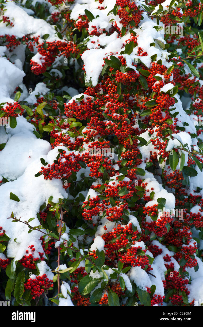 Red column plant hi-res stock photography and images - Alamy
