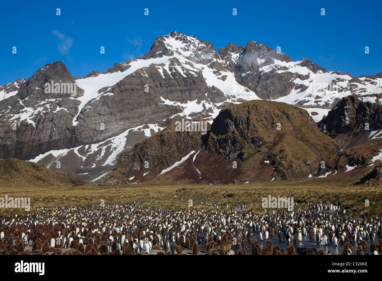 The spectacular king penguin colony at Gold Harbour, South Georgia ...