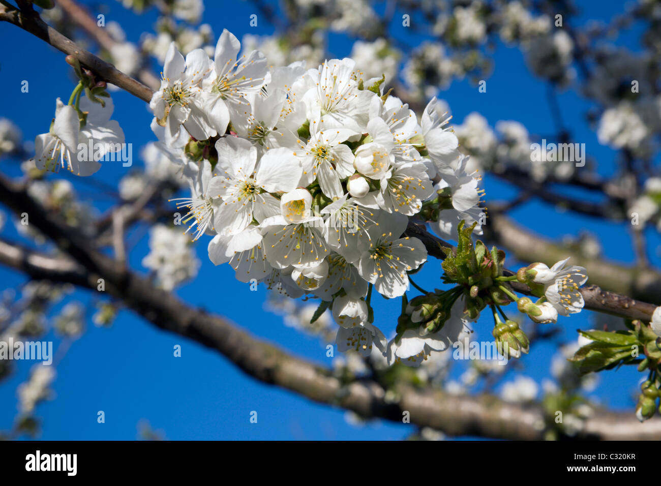 Flower tree detail hi-res stock photography and images - Alamy
