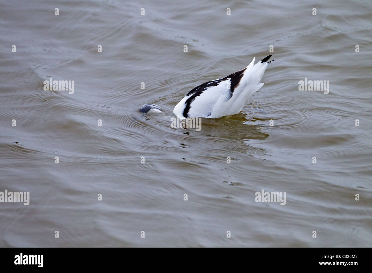 Pied avocet rspb hi-res stock photography and images - Alamy