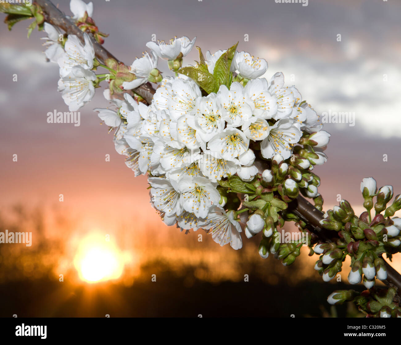 cherry-tree flowers by sunset Stock Photo - Alamy