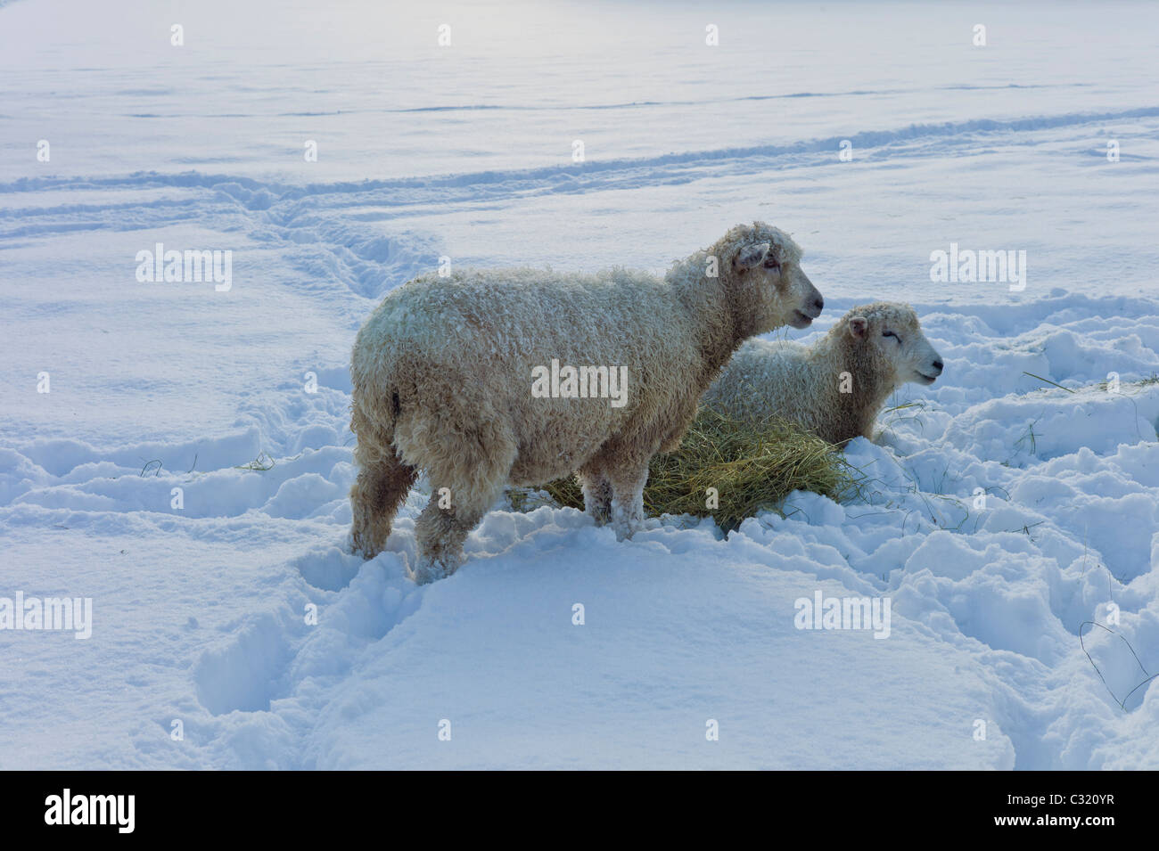 Weather sheep hi-res stock photography and images - Alamy