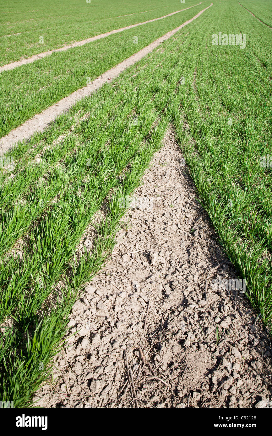 field in spring Stock Photo - Alamy