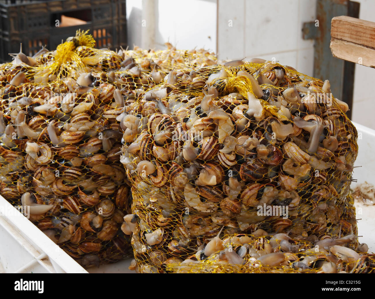 Live snails hi-res stock photography and images - Alamy