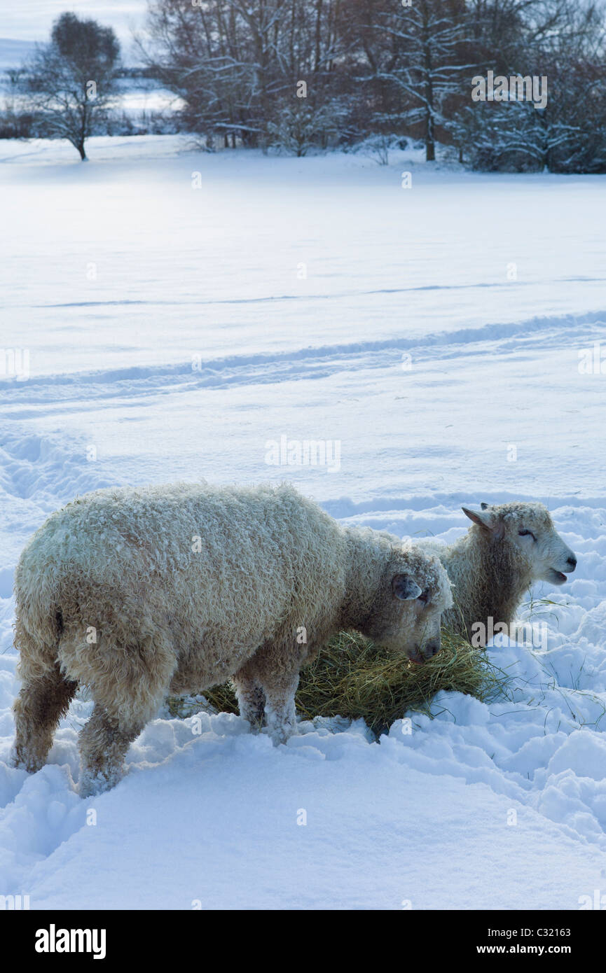 Keeping sheep cold hi-res stock photography and images - Alamy