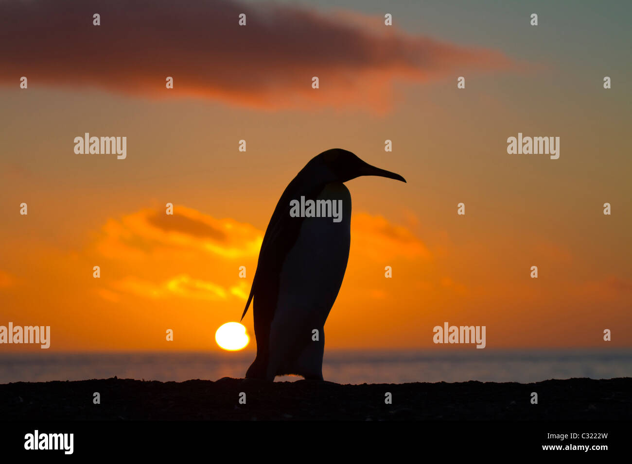 Sunrise at Gold Harbour, South Georgia Island Stock Photo - Alamy