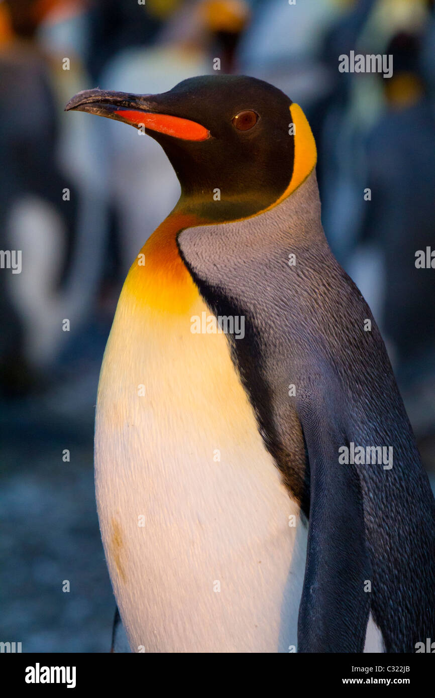 Close-up portrait of a king penguin looking at the camera at dawn, Gold ...