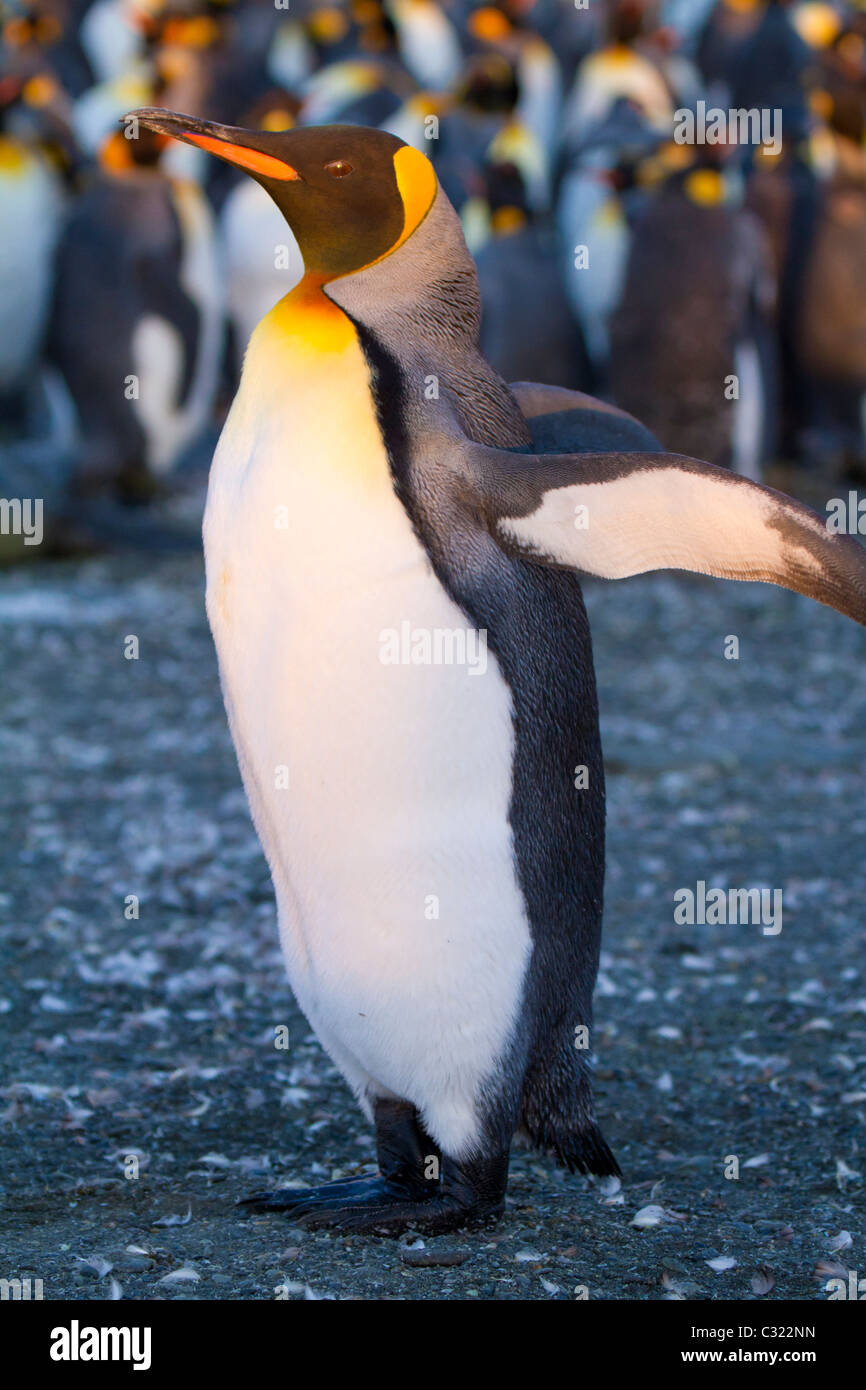 A king penguin stretches its flippers at dawn, Gold Harbour, South ...