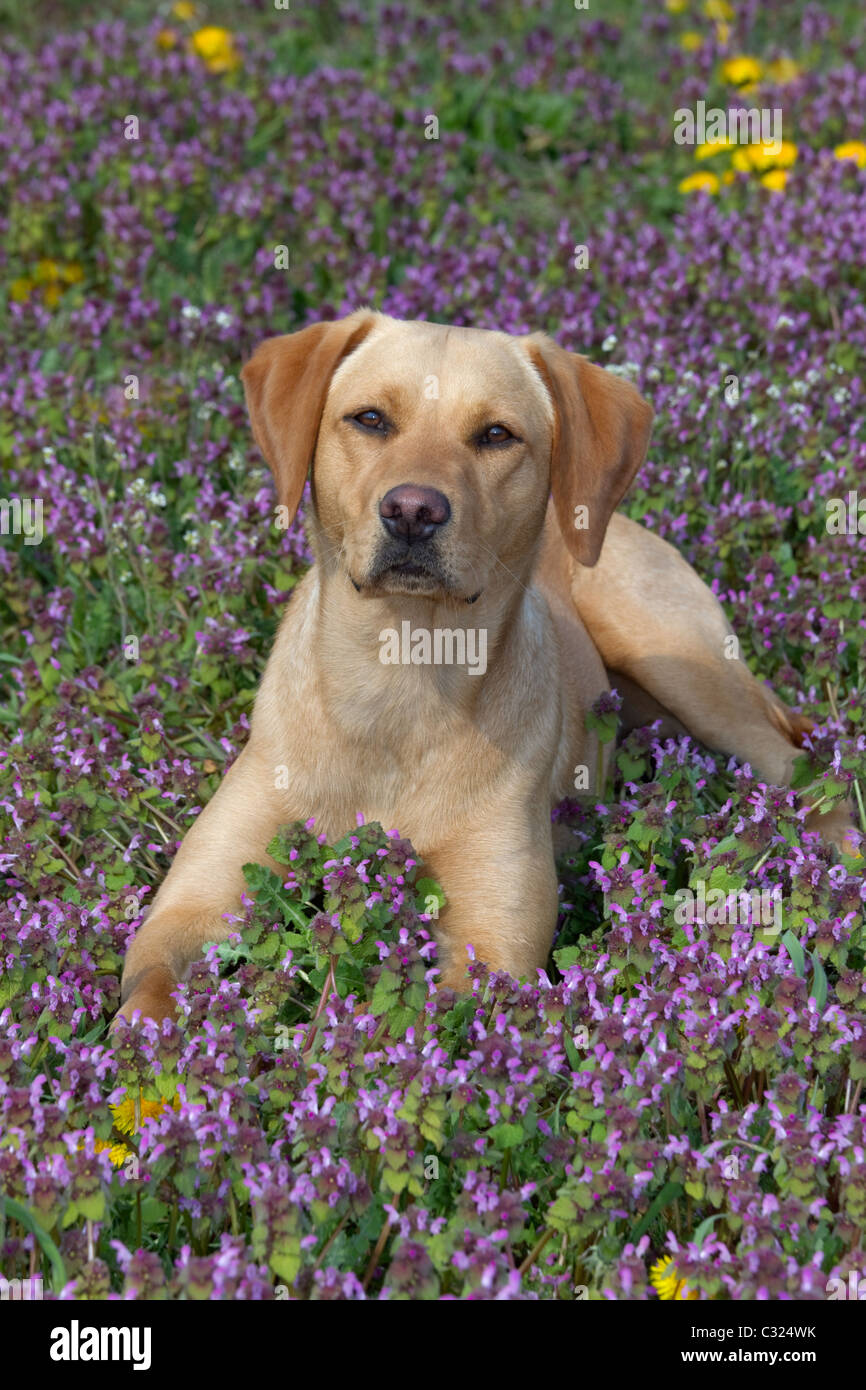 Yellow labrador in Spring wildflowers Stock Photo - Alamy