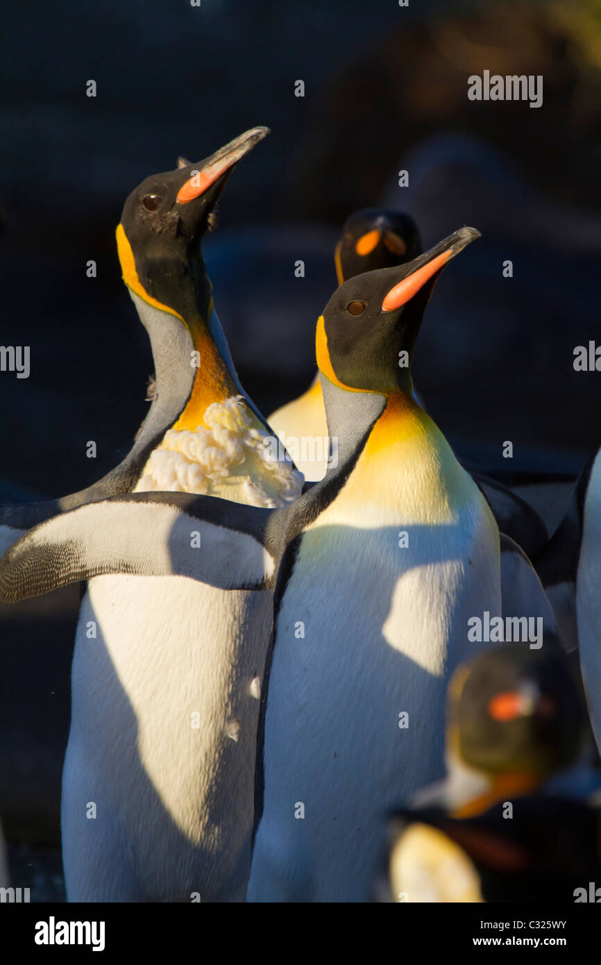 Two king penguins stretch their flippers at dawn, Gold Harbour, South ...