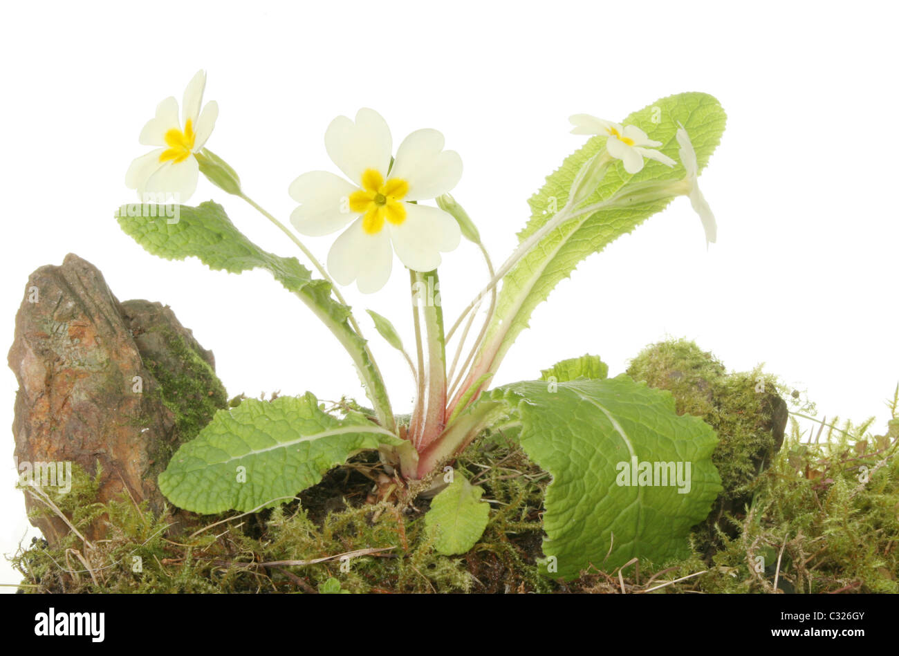 Primrose plant with flowers growing amongst moss covered rocks Stock ...