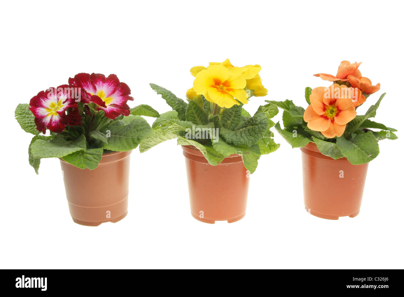 Three primula plants and flowers in pots Stock Photo - Alamy
