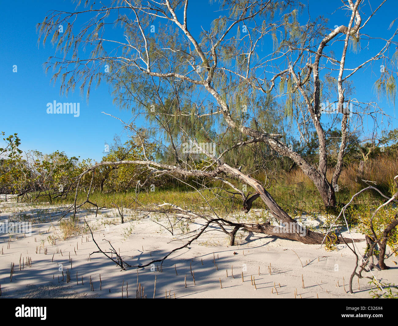 Interesting tree on white sandy tropical island beach with bold blue ...