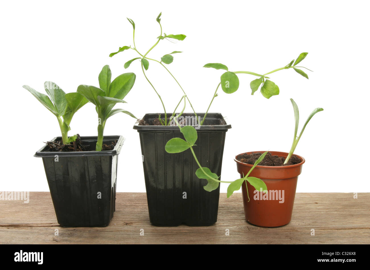 Three seedlings in pots on a wooden bench Stock Photo - Alamy