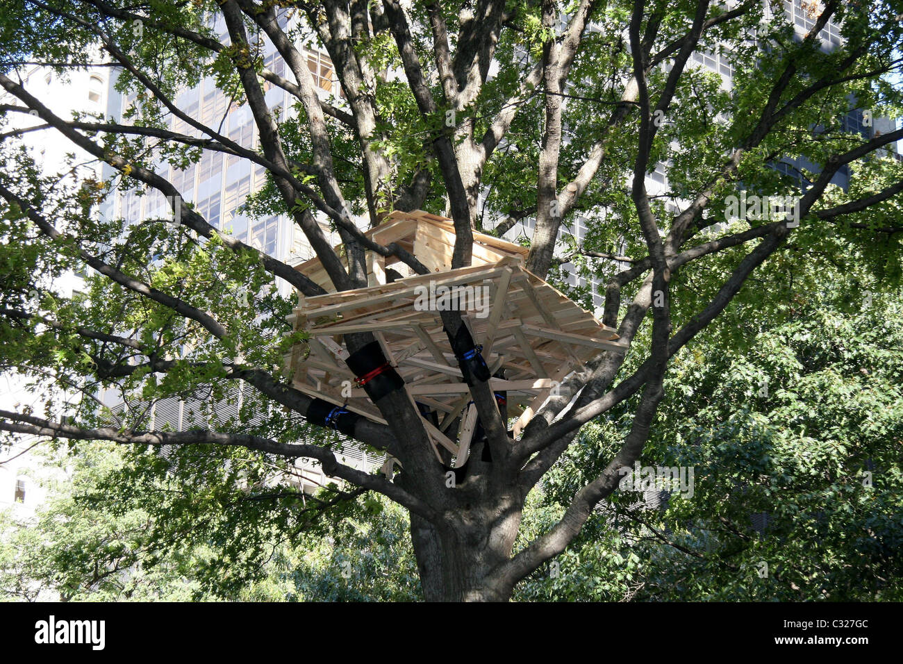 Madison Park Tree House