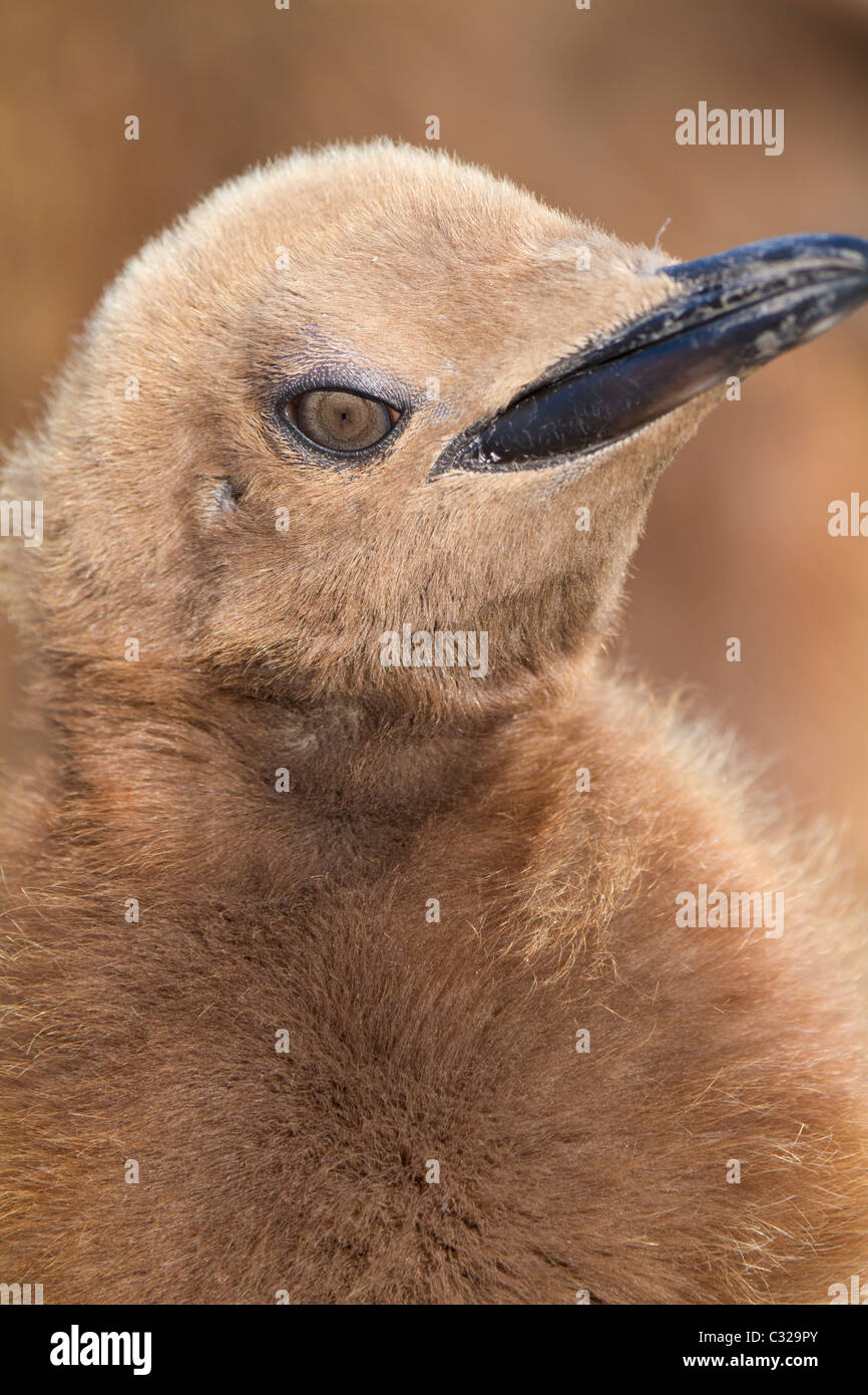 Juvenile King Penguin, oakum boys, South Georgia Island Stock Photo - Alamy