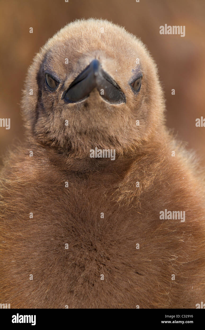 Juvenile King Penguin, oakum boys, South Georgia Island Stock Photo - Alamy