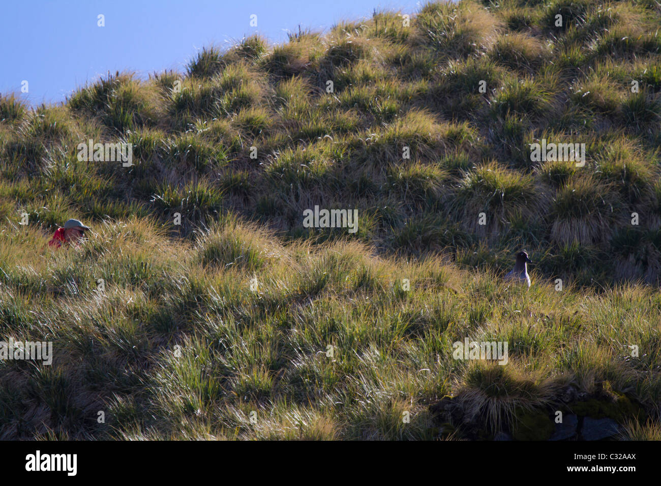 Sooty albatross sun hi-res stock photography and images - Alamy