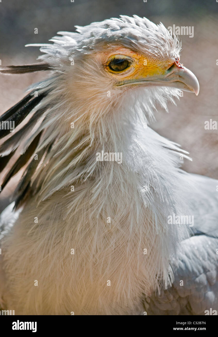 Raptor raptors bird birds hi-res stock photography and images - Alamy