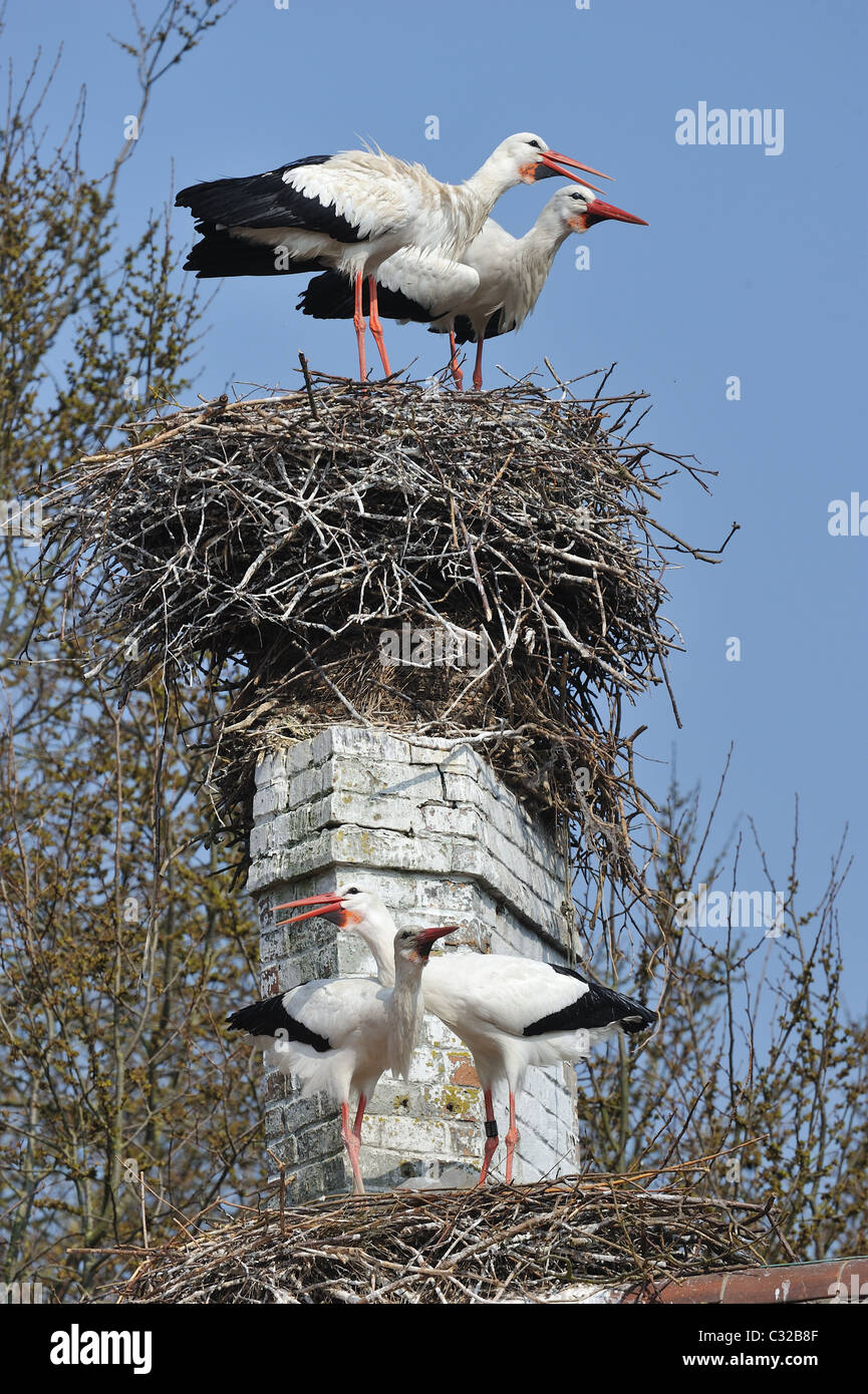 White stork (Ciconia ciconia) two pairs bill-clattering on their nest ...
