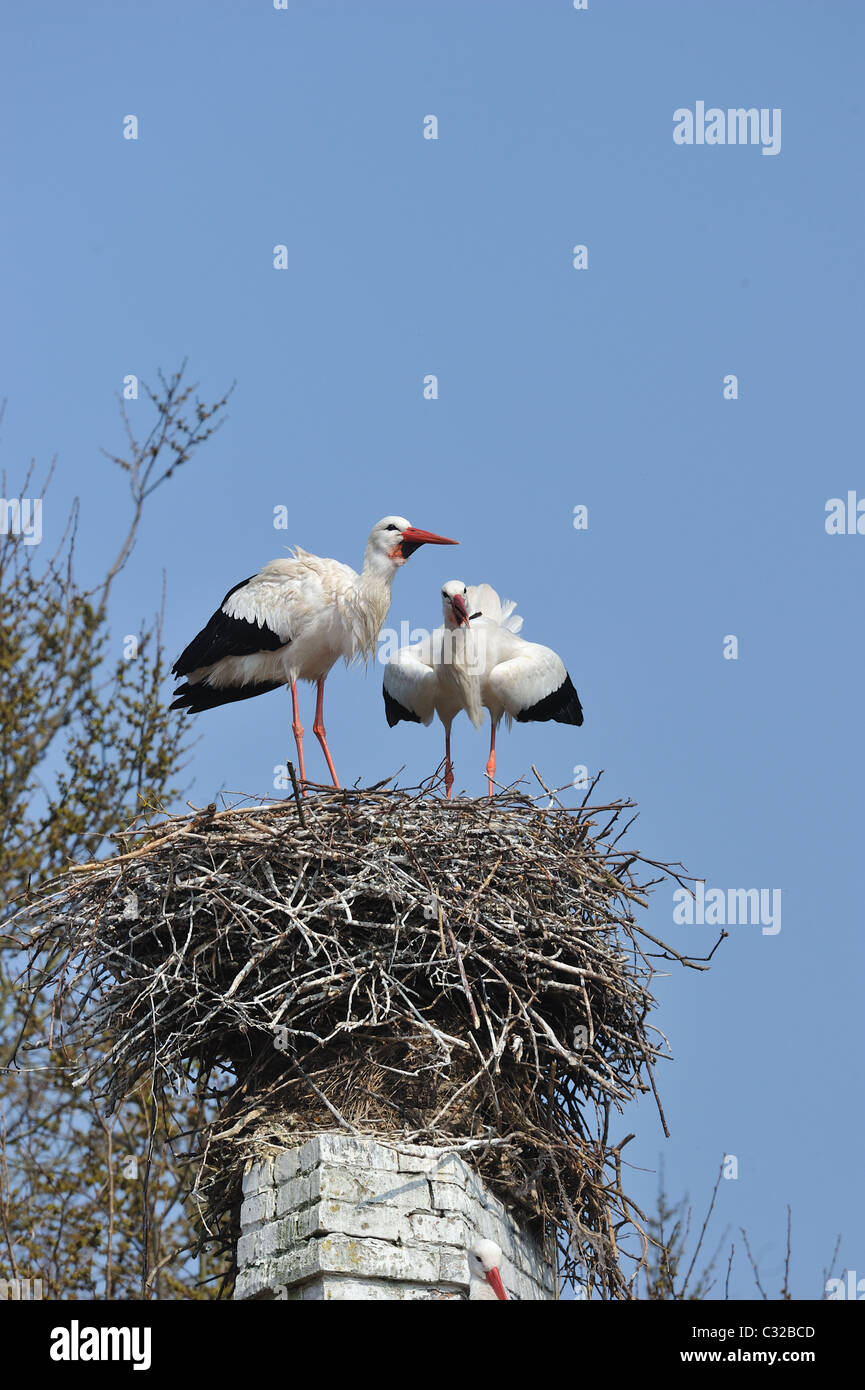 White stork (Ciconia ciconia) pair bill-clattering on their nest ...