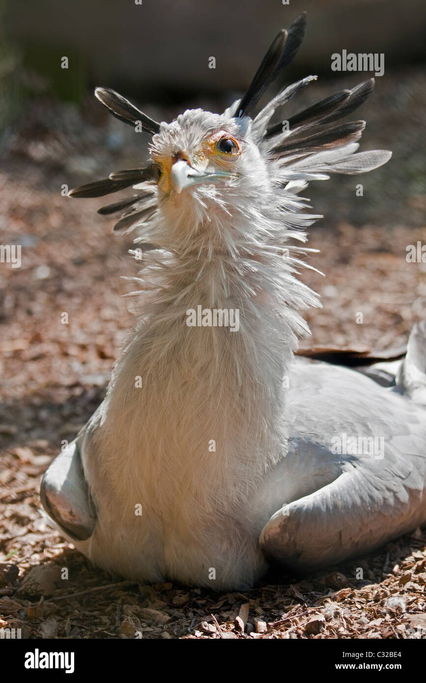 Secretary Bird (sagittarius serpentarius Stock Photo - Alamy
