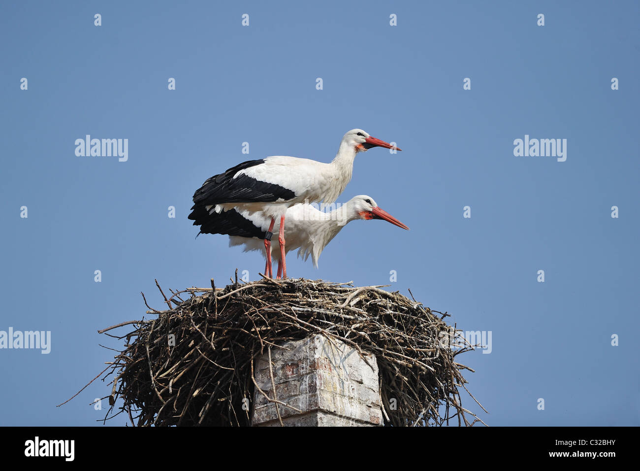White stork (Ciconia ciconia) pair bill-clattering on their nest ...