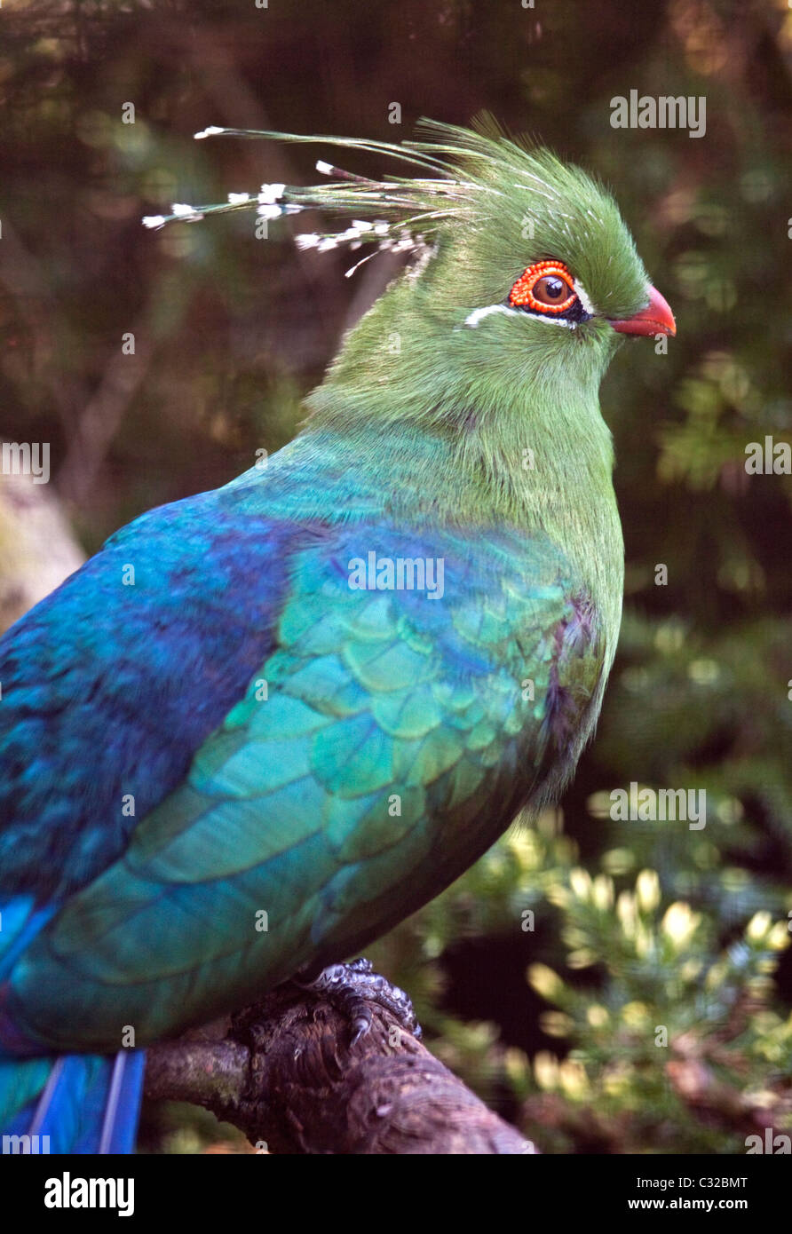 Schalows turaco hi-res stock photography and images - Alamy