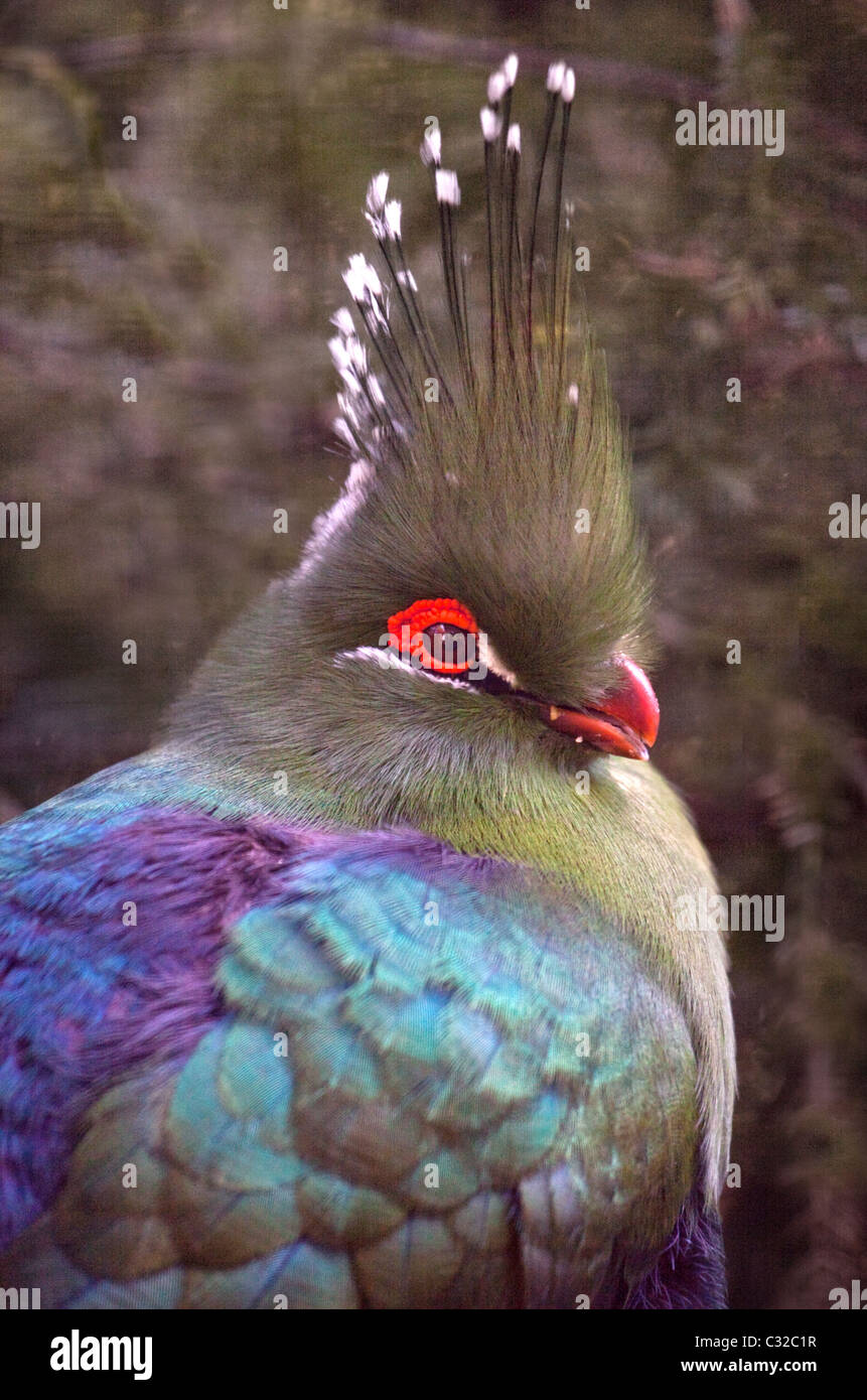 Schalow’s turaco hi-res stock photography and images - Alamy